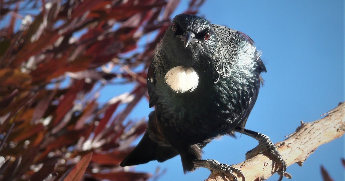 Ngā Manu • Urban Ark – Manawa Taiao