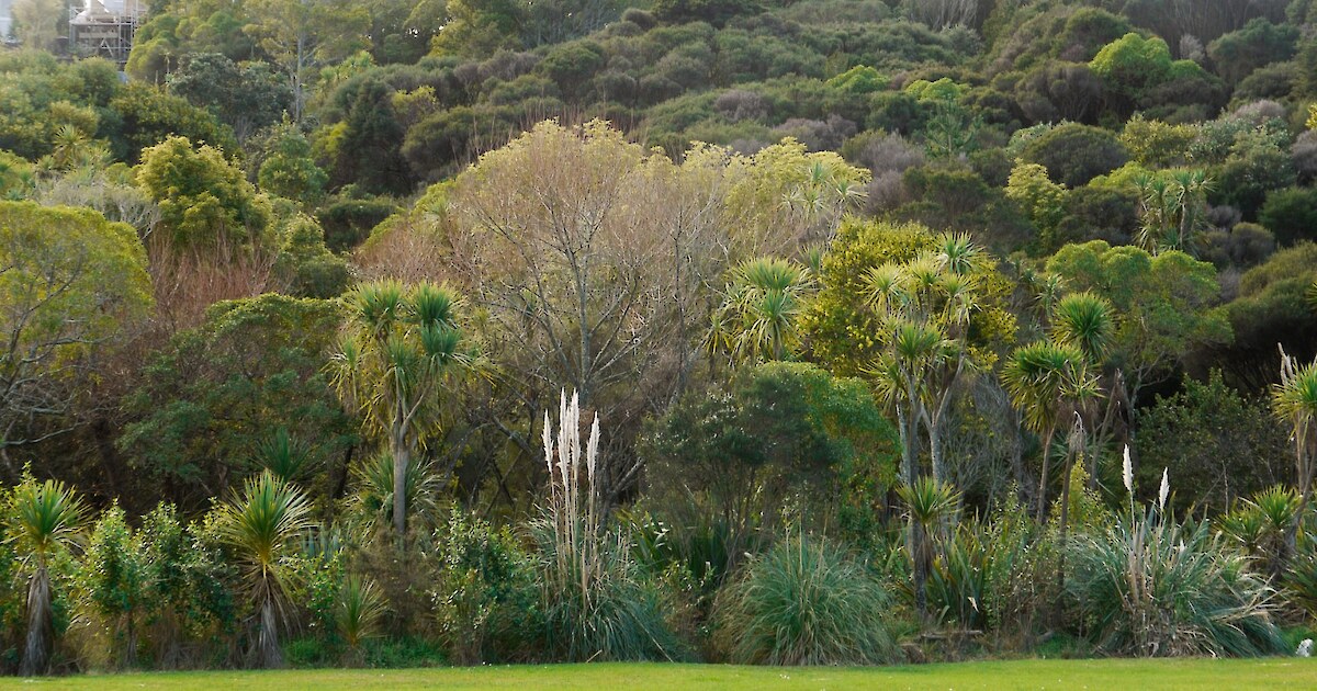 Wai-a-te-Ao – F&B Bullock Track Restoration Project • Urban Ark ...