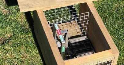 Stoats • Urban Ark – Manawa Taiao