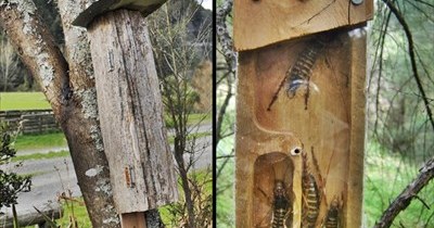 Build a wētā hotel • Urban Ark – Manawa Taiao
