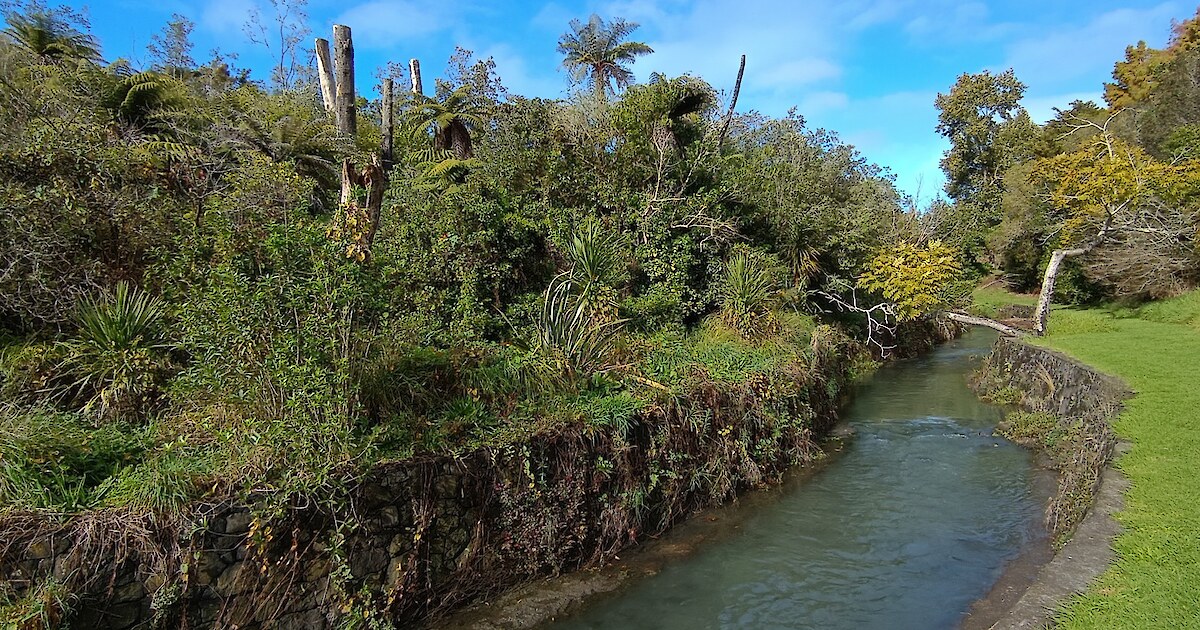 Te Wai Ōrea ‘tree rescue’ • Urban Ark – Manawa Taiao